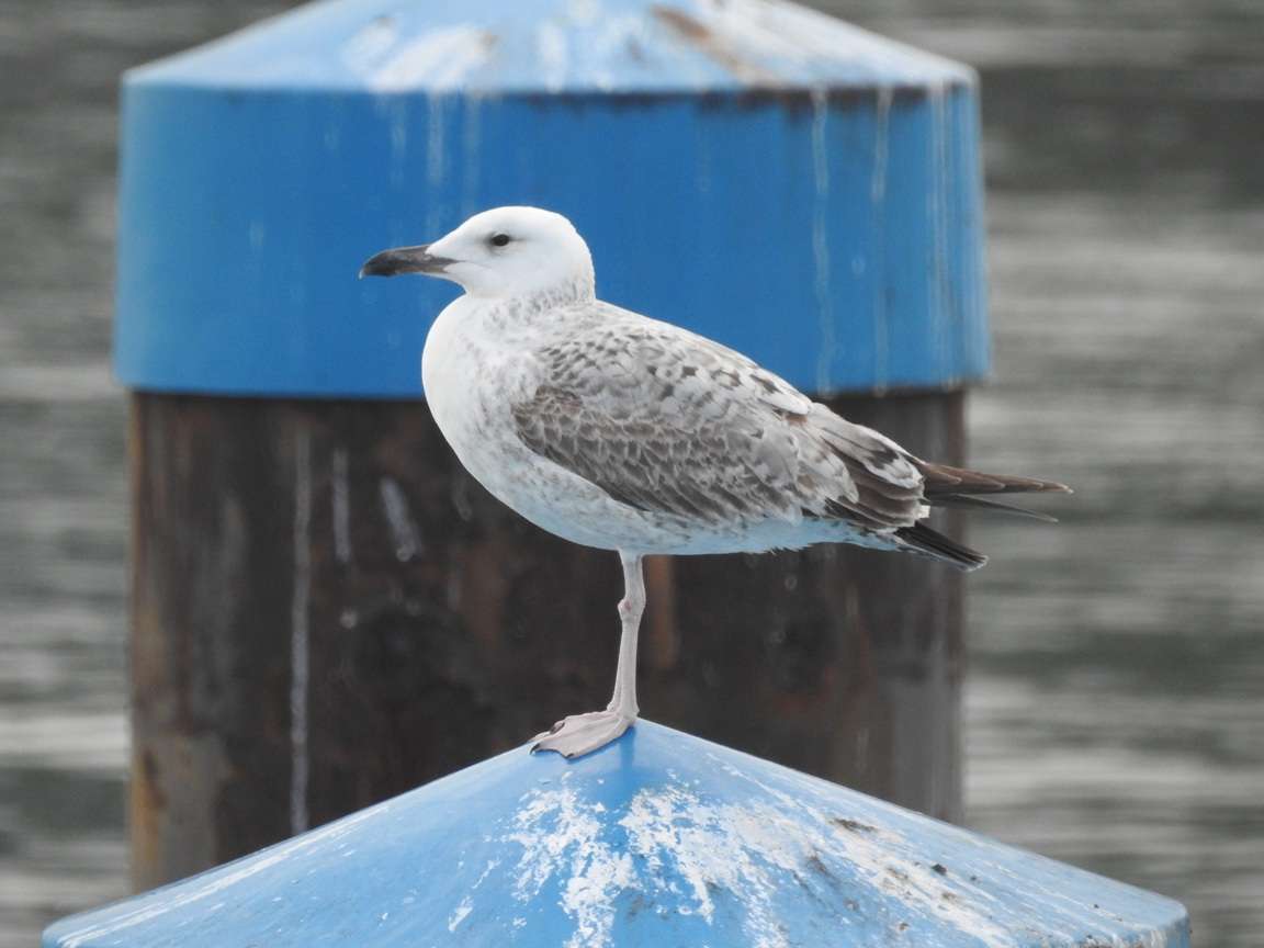 Brixham Harbour - Devon Birds