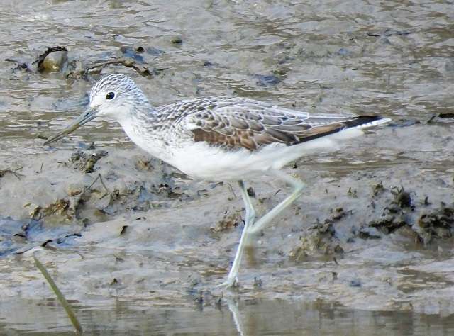 Saltram - Devon Birds