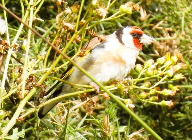 Crownhill Down - Devon Birds