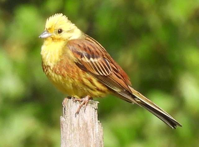 Haldon Forest - Devon Birds