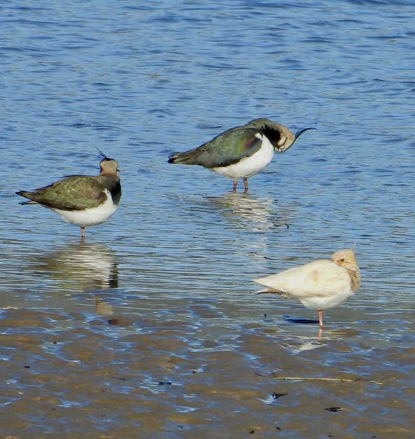 Partial albinistic Lapwing, River Taw between Barnstaple and Fremington ...