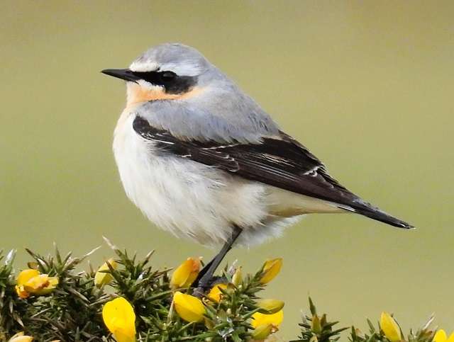 Crownhill Down - Devon Birds