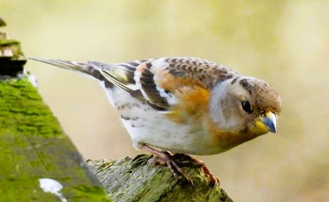 Challacombe Farm - Devon Birds