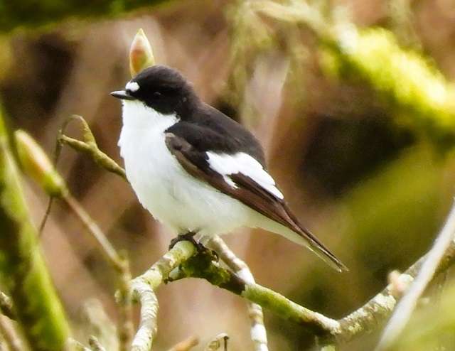 Challacombe Farm - Devon Birds
