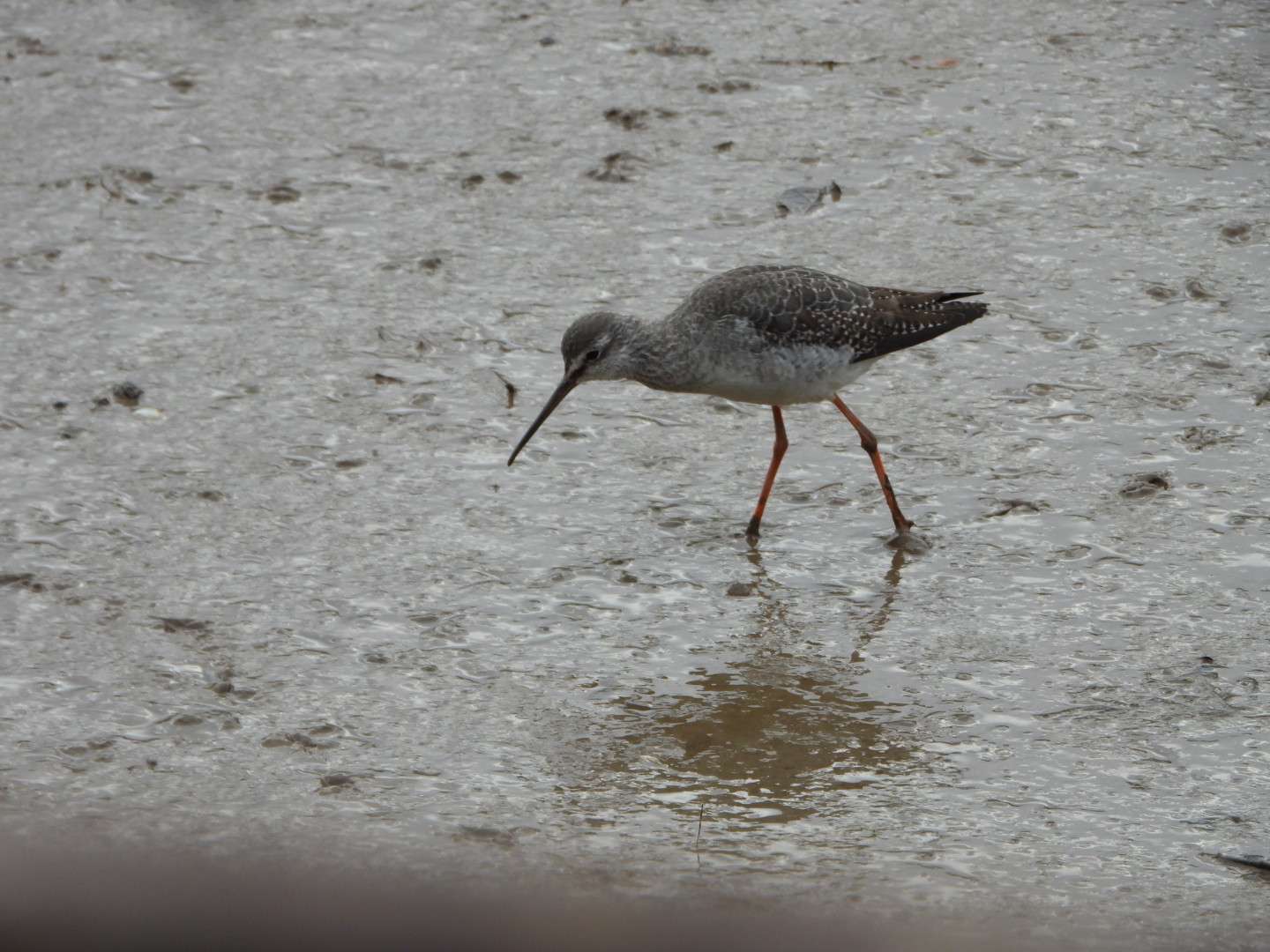 Spotted Redshank Fremington Pill - Devon Birds