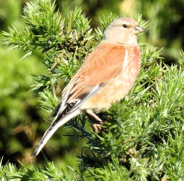 Crownhill Down - Devon Birds