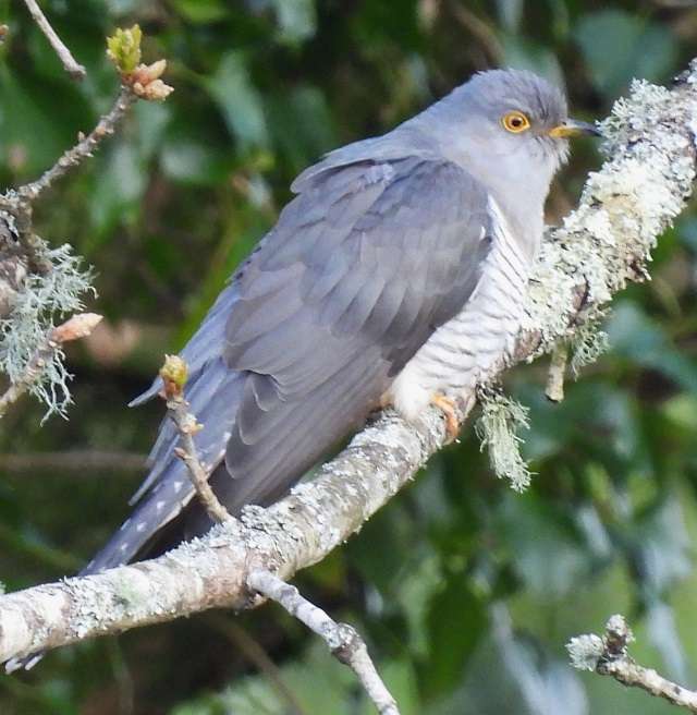 Crownhill Down - Devon Birds
