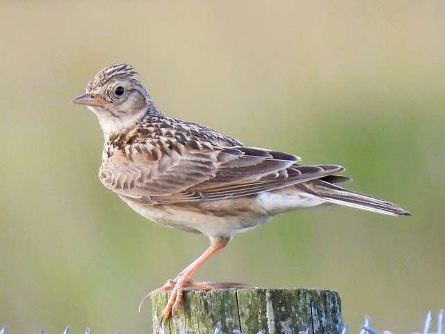 Crownhill Down - Devon Birds