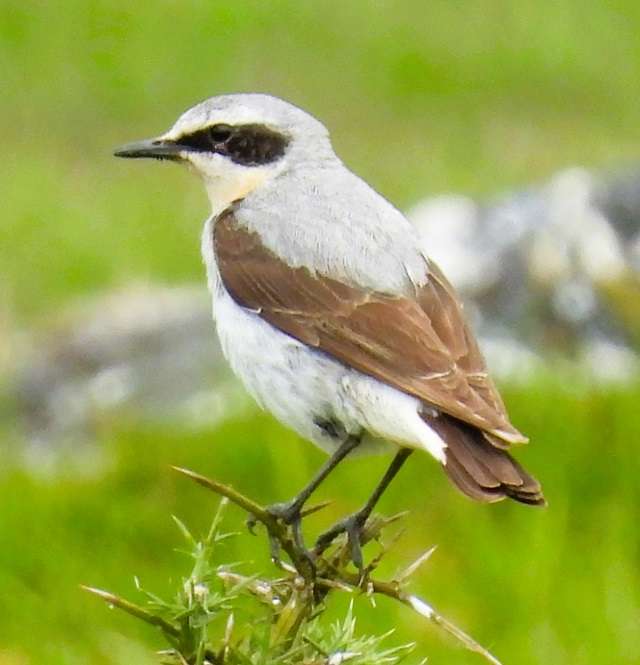 Crownhill Down - Devon Birds