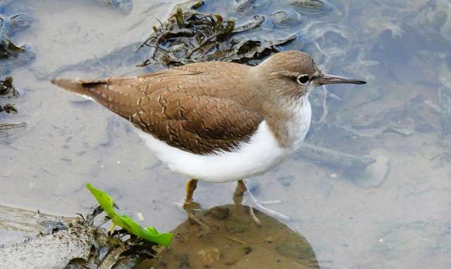 Blaxton Meadow - Devon Birds