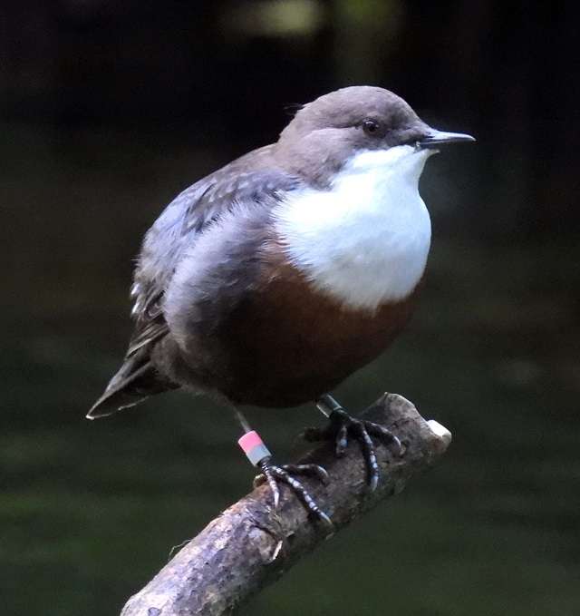 Plymbridge - Devon Birds