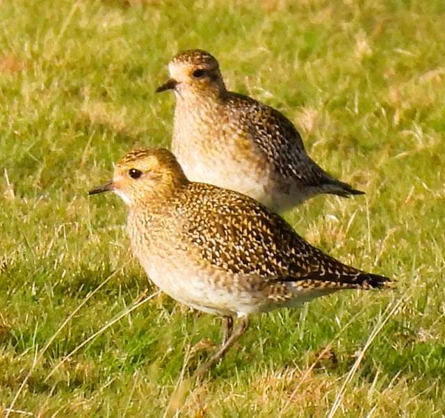 Ringmoor Down - Devon Birds