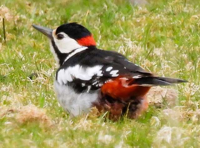 Crownhill Down - Devon Birds