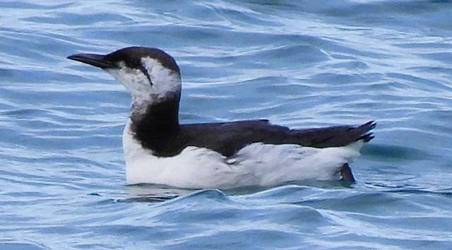 Brixham Harbour - Devon Birds