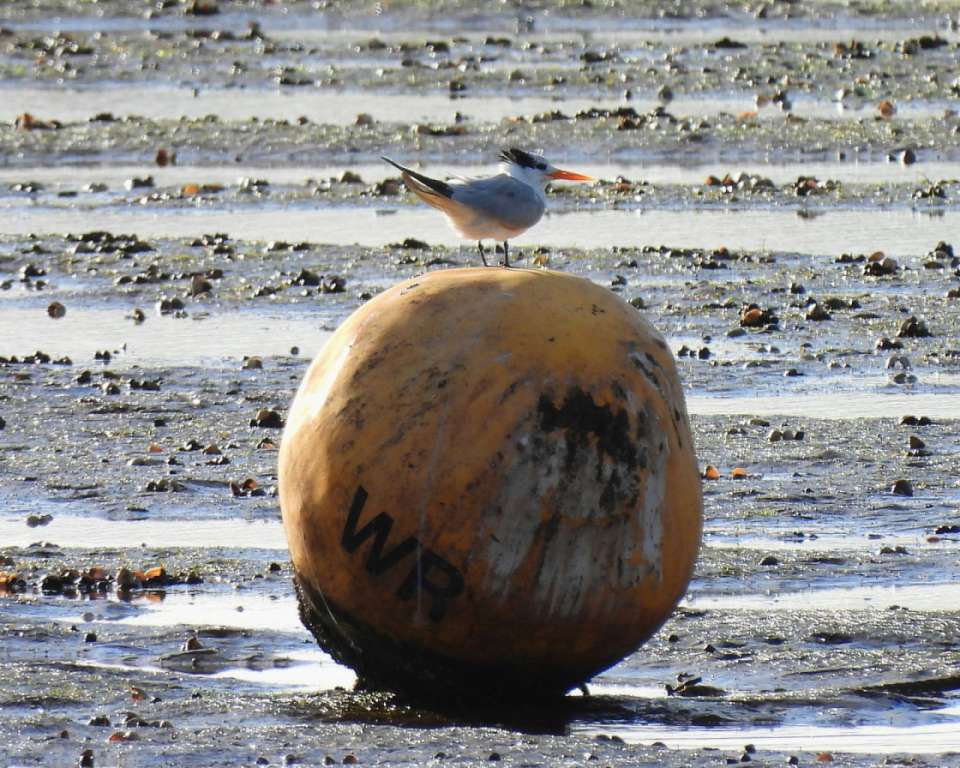 Lesser Crested Tern - Exe Estuary - Devon Birds