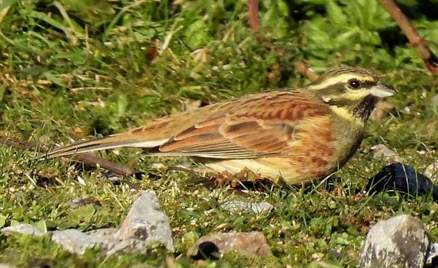 Broadsands - Devon Birds