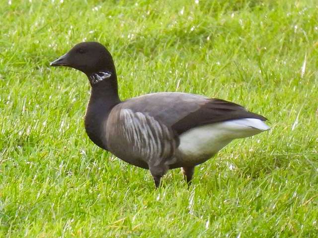 South Huish - Devon Birds