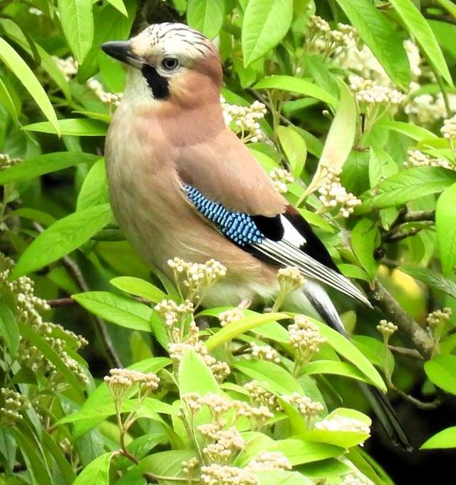 Cadover Bridge - Devon Birds