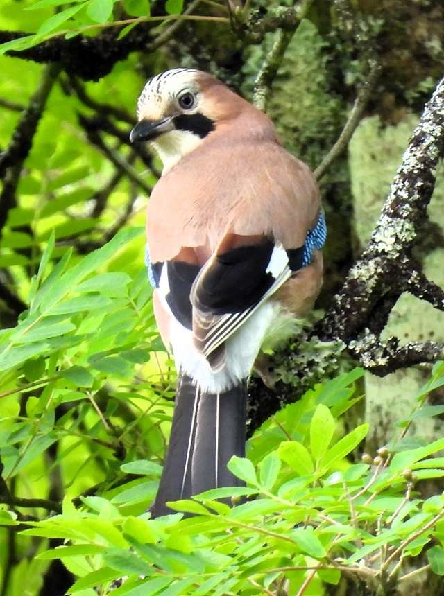 Cadover Bridge - Devon Birds