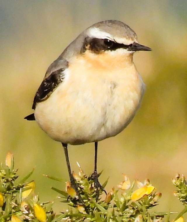 Crownhill Down - Devon Birds