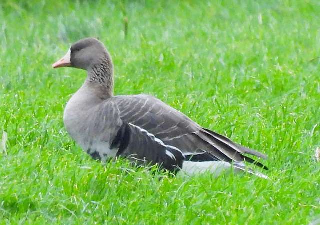 South Huish - Devon Birds
