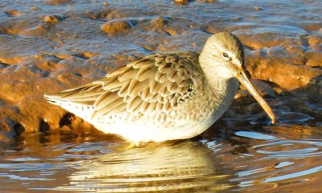Exminster Marshes - Devon Birds