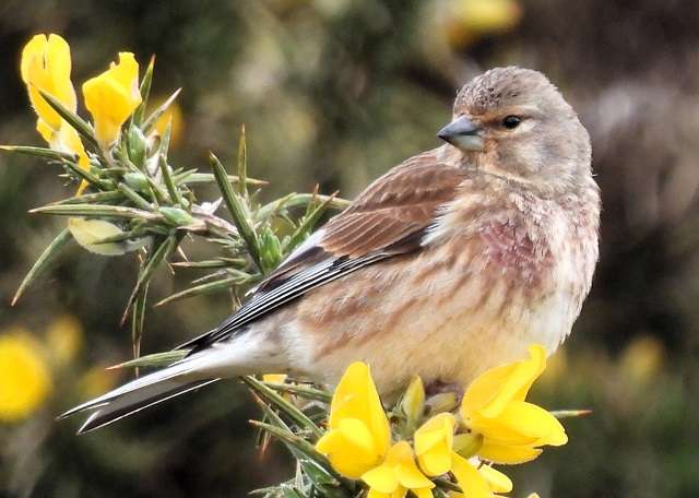 Crownhill Down - Devon Birds