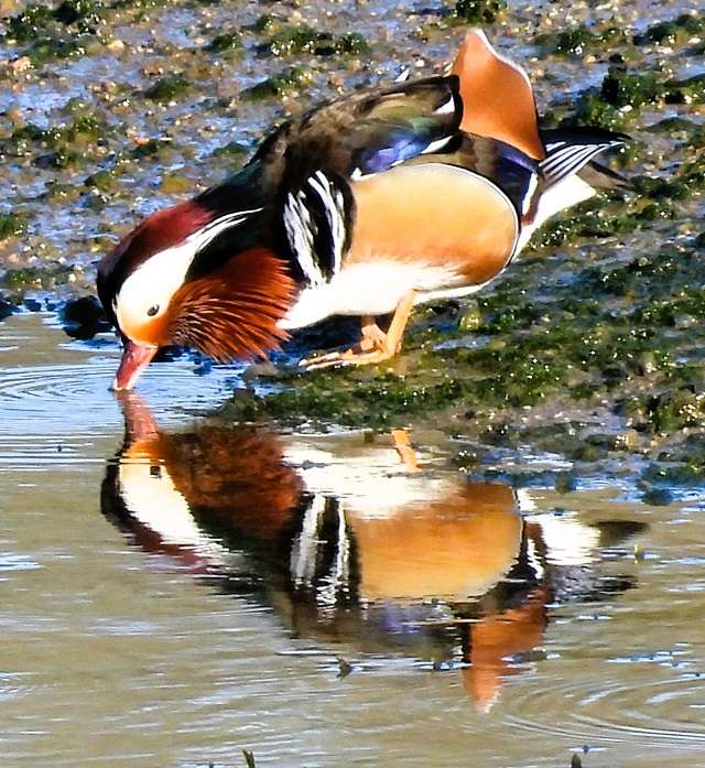 Saltram - Devon Birds