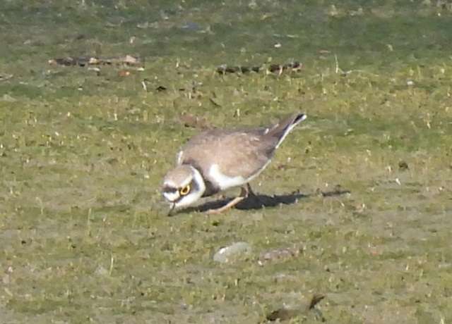 Saltram - Devon Birds