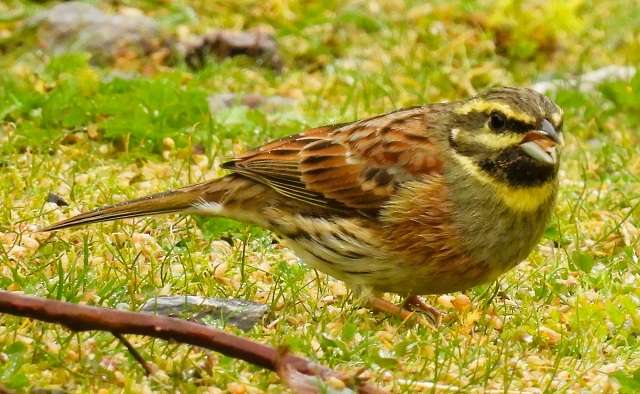 Broadsands - Devon Birds