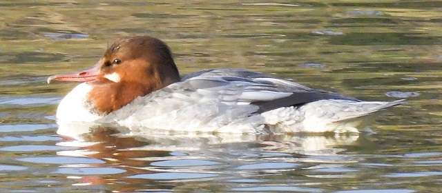 Saltram - Devon Birds