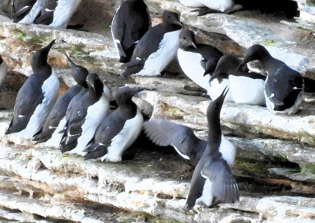 Berry Head - Devon Birds