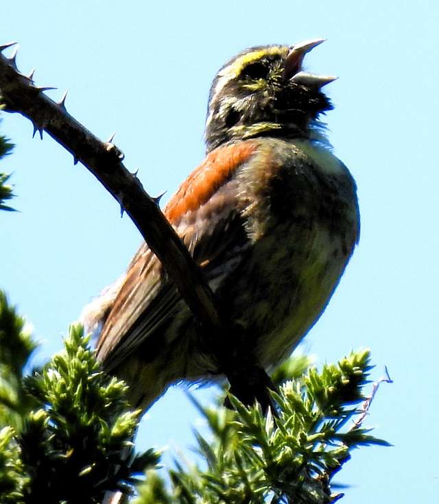 West Charleton Marsh - Devon Birds