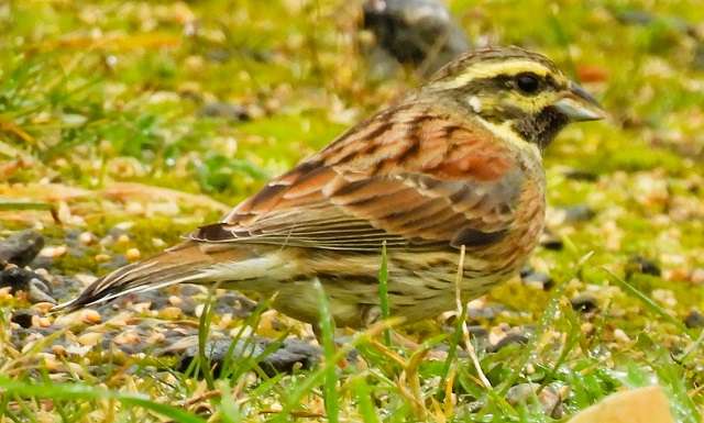 Cranbrook and Broadsands - Devon Birds