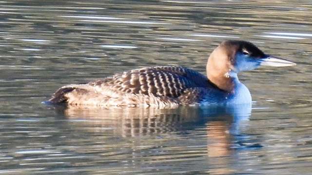 Saltram/Plym Estuary - Devon Birds