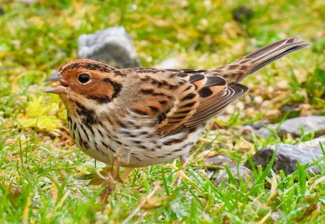 Broadsands - Devon Birds
