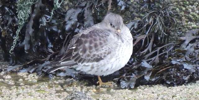 Brixham Harbour - Devon Birds