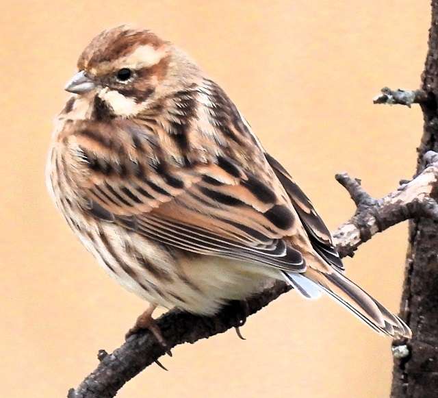 West Charleton Marsh - Devon Birds
