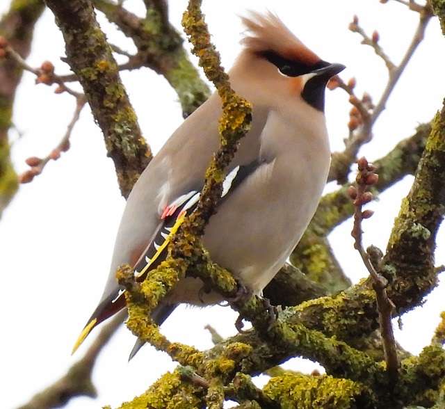 Cranbrook and Broadsands - Devon Birds