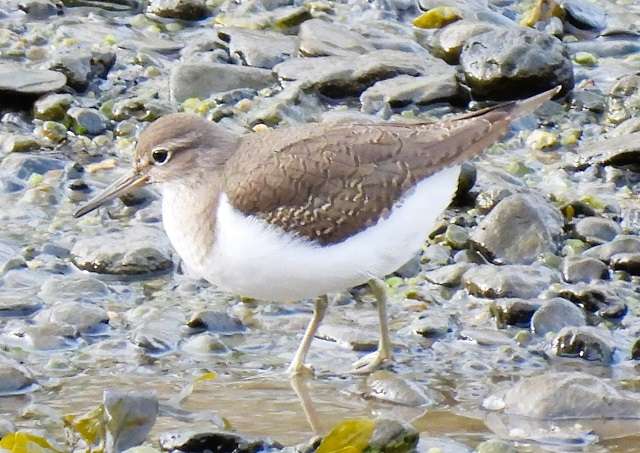 Saltram - Devon Birds