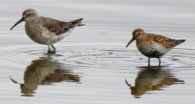 Saltram - Devon Birds