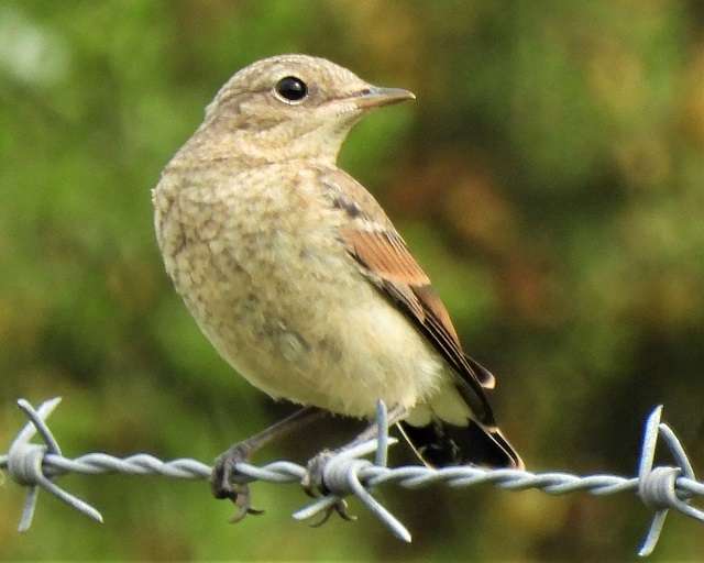 Crownhill Down - Devon Birds