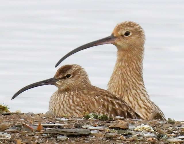 Saltram - Devon Birds