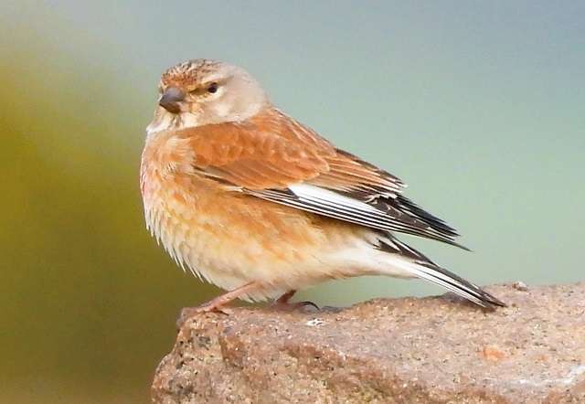 Crownhill Down - Devon Birds