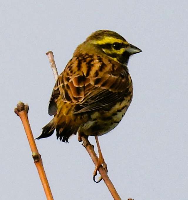 Broadsands - Devon Birds
