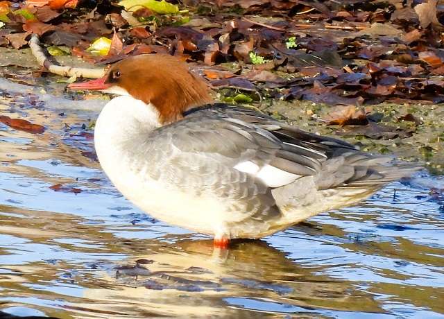 Saltram - Devon Birds