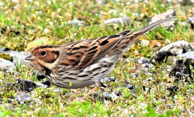 Broadsands - Devon Birds