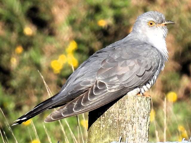 Crownhill Down - Devon Birds