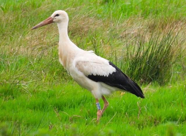 West Charleton Marsh - Devon Birds