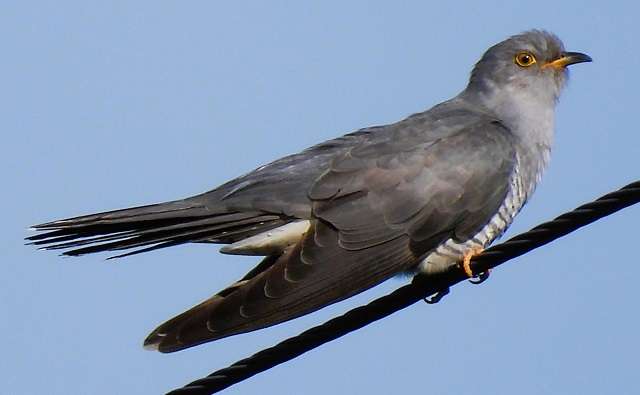 Crownhill Down - Devon Birds